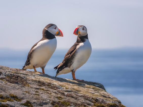 Puffin Parade - MANFRED ZOBRIST PHOTOGRAPHY