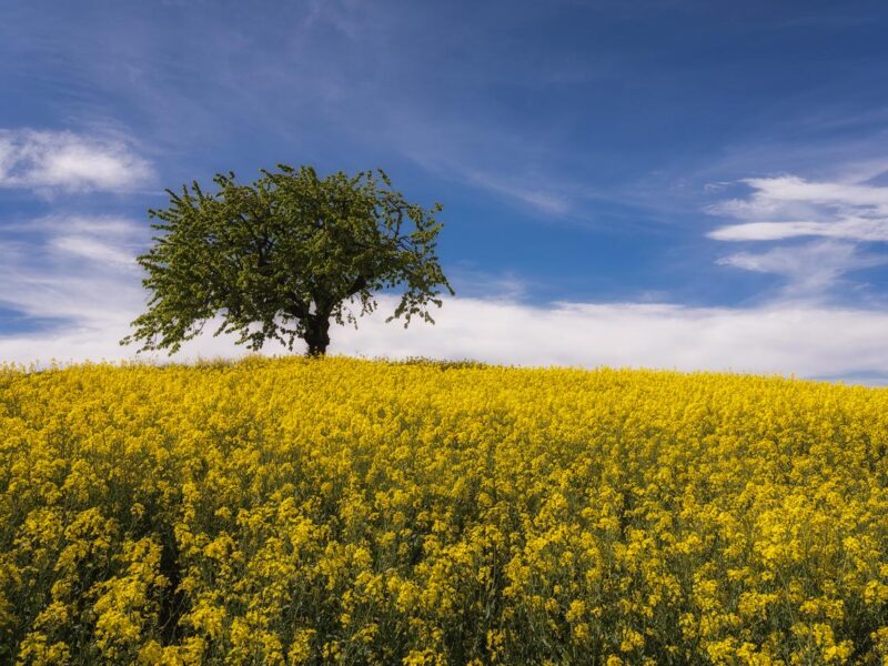 Spring Fields - MANFRED ZOBRIST PHOTOGRAPHY